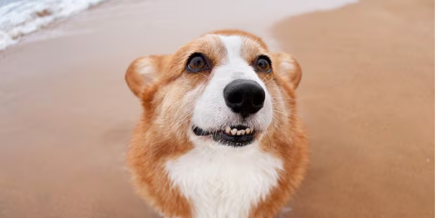 What Corgi’s $106M Series B1 Signals for AI-Native Commercial Insurance ...